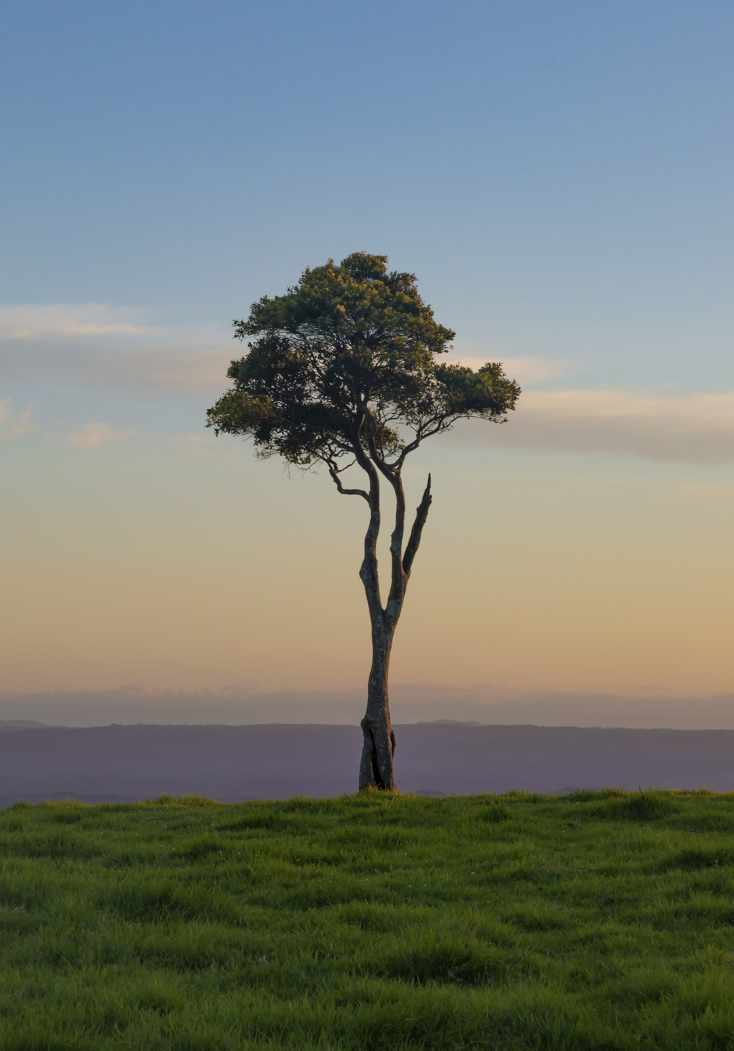 That Maleny Tree - alittlebitofskye