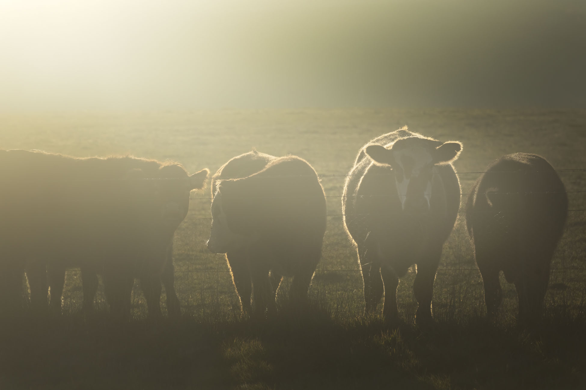 Afternoon on the farm - alittlebitofskye